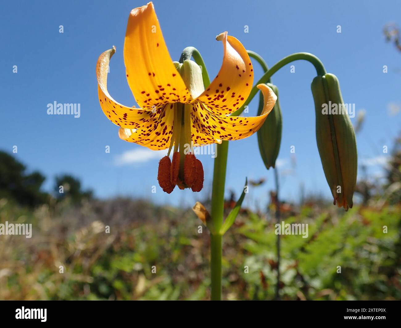 Columbia lily (Lilium columbianum) Plantae Stock Photo - Alamy