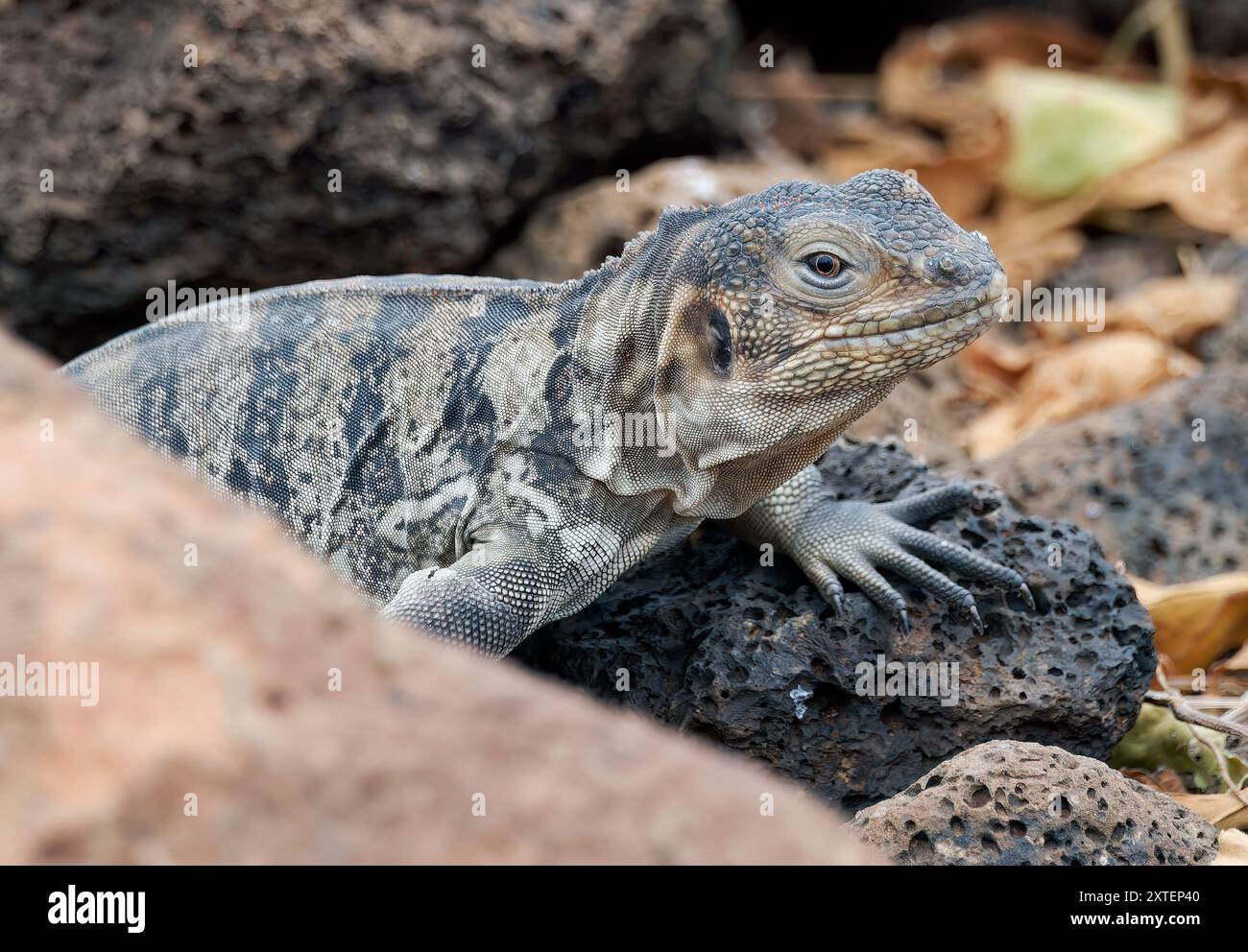 Galapagos land iguana, Drusenkopf, Iguane terrestre des Galapagos ...
