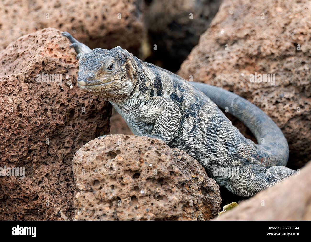 Galapagos land iguana, Drusenkopf, Iguane terrestre des Galapagos ...