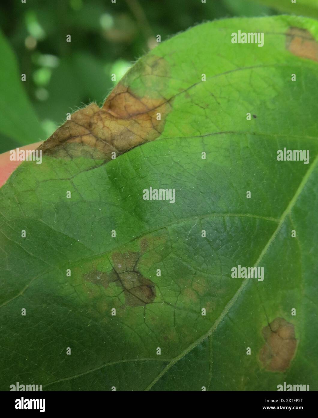 Honeysuckle Leaf Blight (Insolibasidium deformans) Fungi Stock Photo ...