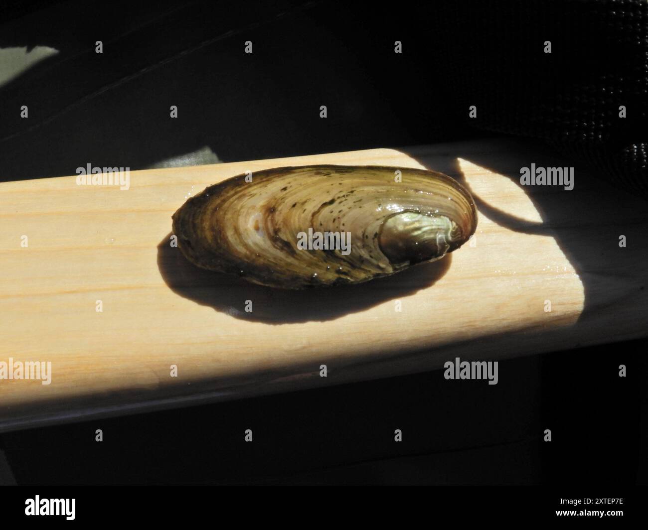 Western Floater (Anodonta kennerlyi) Mollusca Stock Photo - Alamy