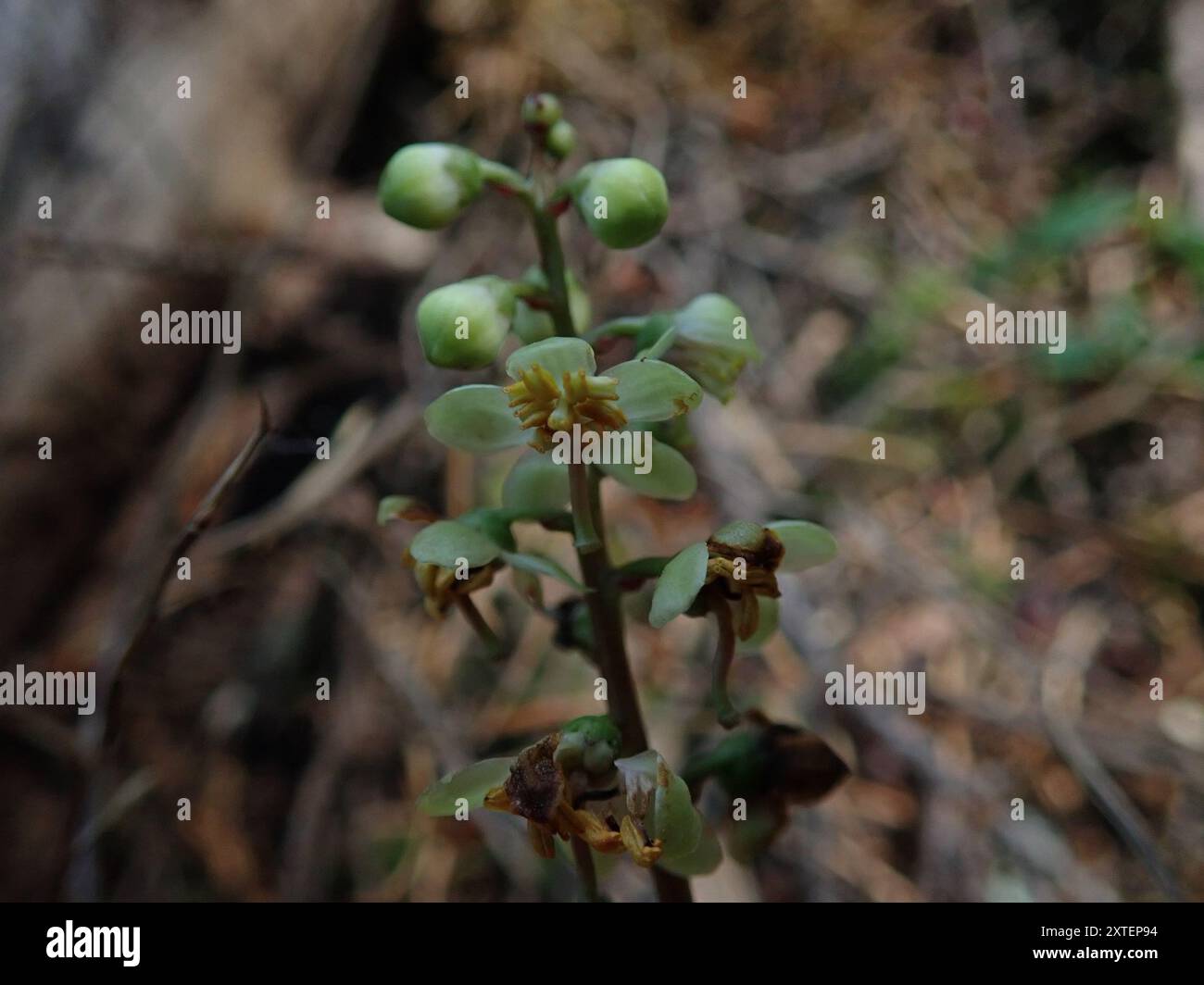 white-veined wintergreen (Pyrola picta) Plantae Stock Photo - Alamy