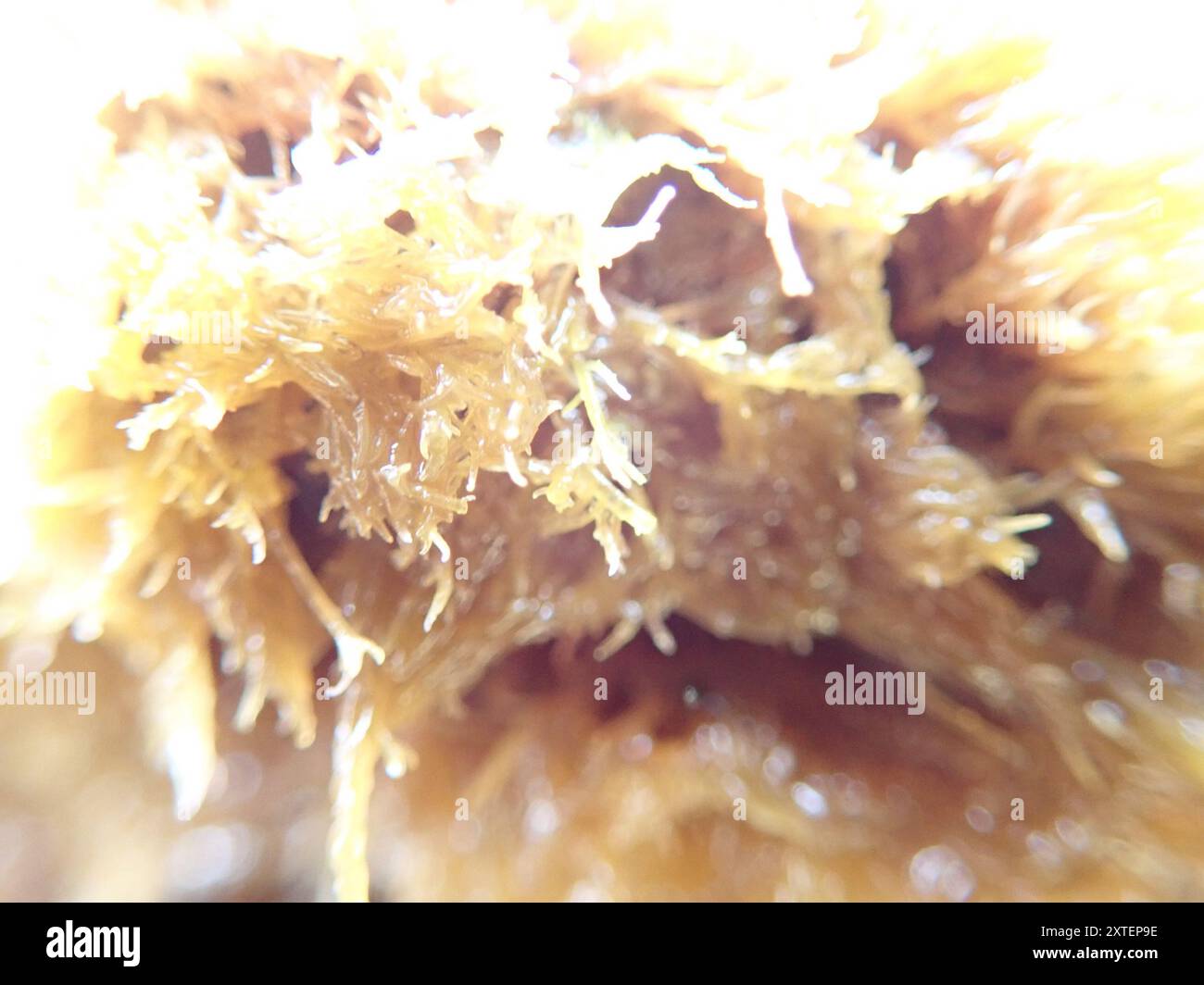 Banded Weeds (Ceramium) Plantae Stock Photo - Alamy