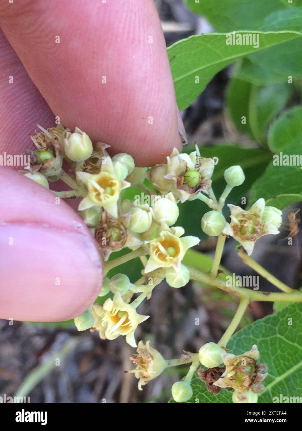 Gopher apple (Geobalanus oblongifolius) Plantae Stock Photo - Alamy