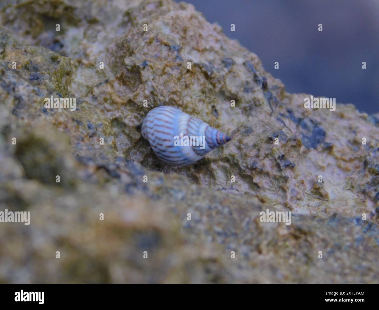 Zebra Periwinkle (Echinolittorina ziczac) Mollusca Stock Photo - Alamy