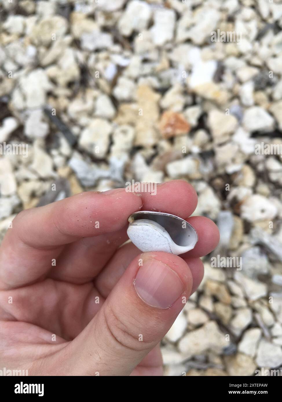 Common West Indian Bubble (Bulla occidentalis) Mollusca Stock Photo - Alamy