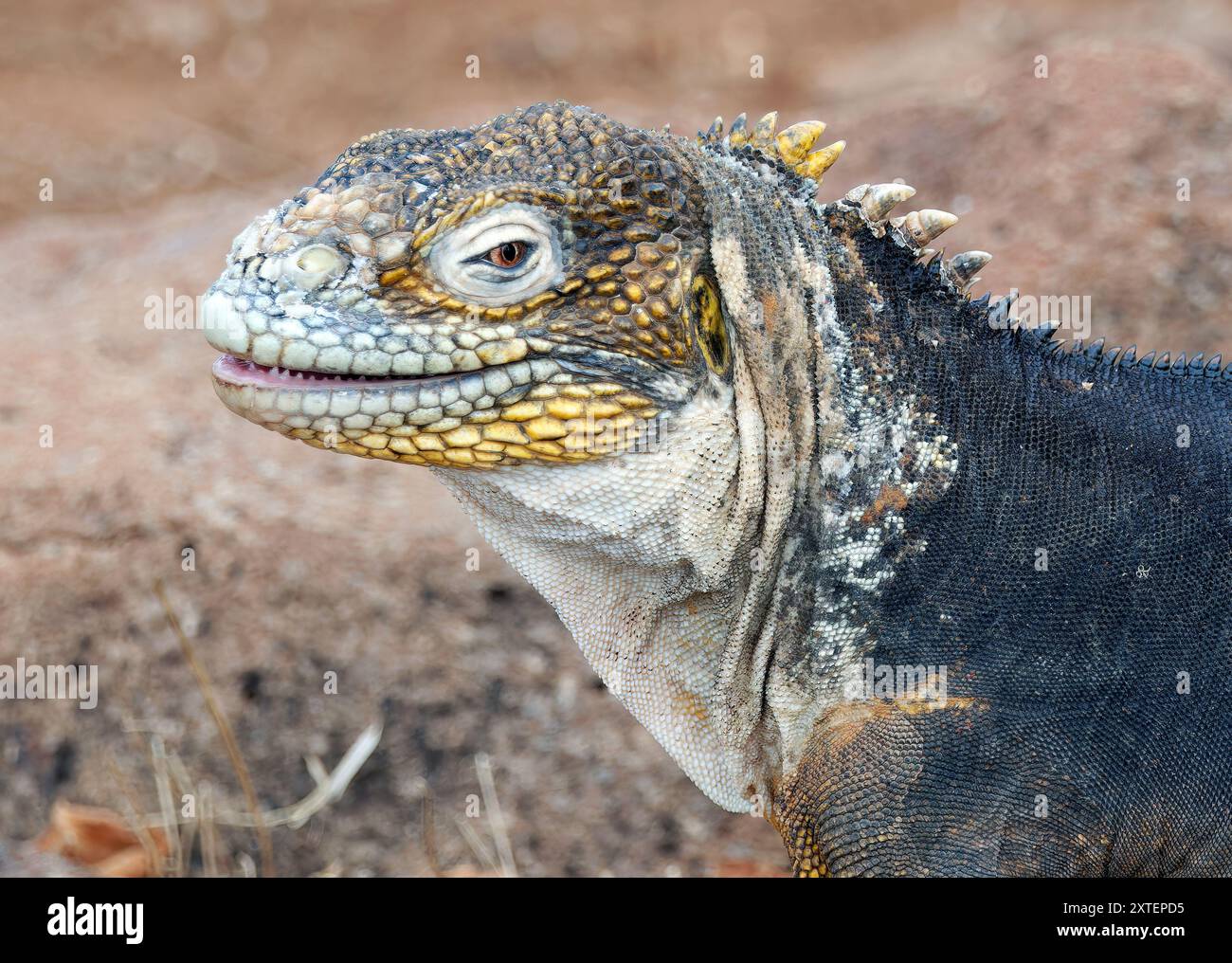 Galapagos land iguana, Drusenkopf, Iguane terrestre des Galapagos ...