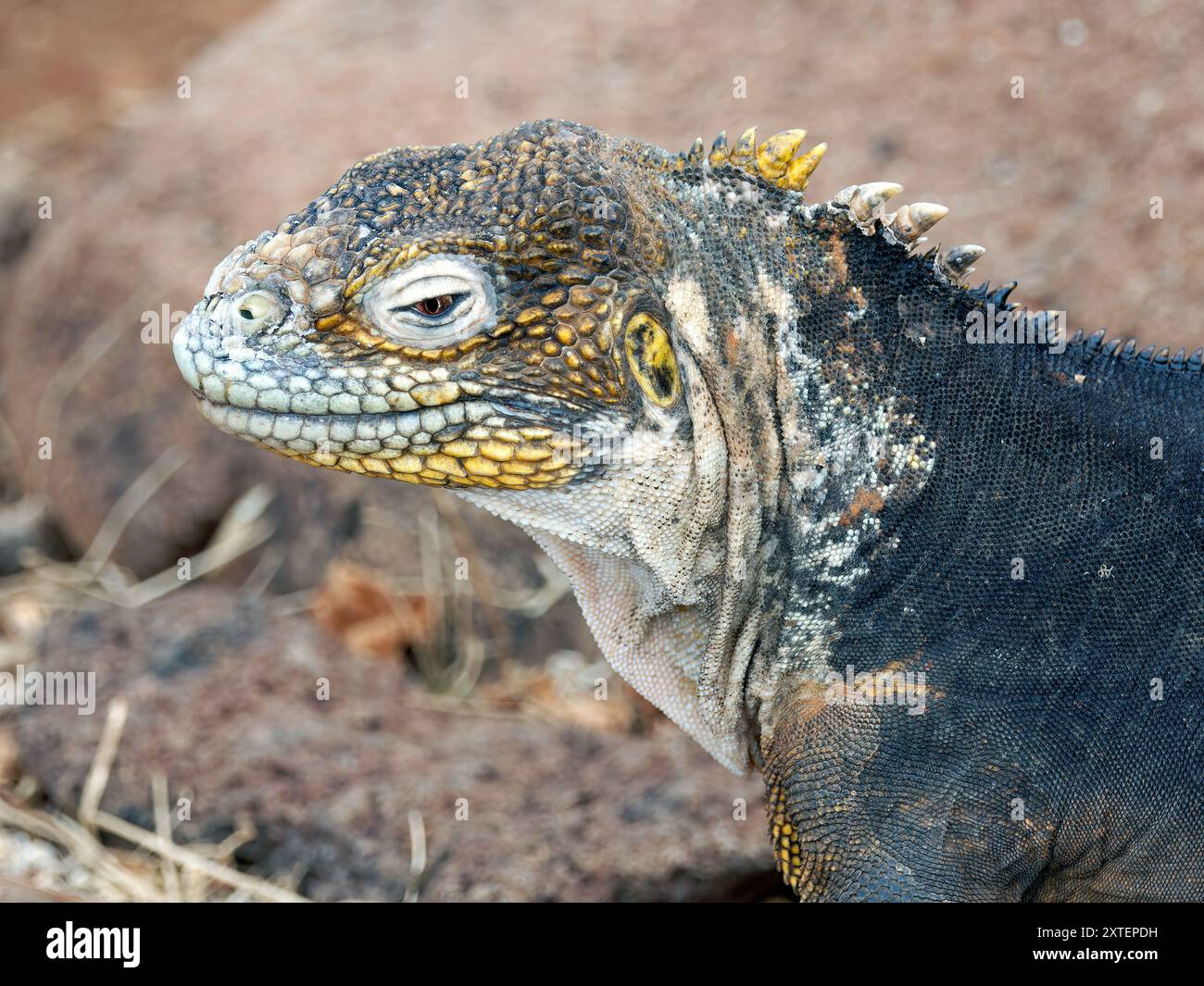 Galapagos land iguana, Drusenkopf, Iguane terrestre des Galapagos ...