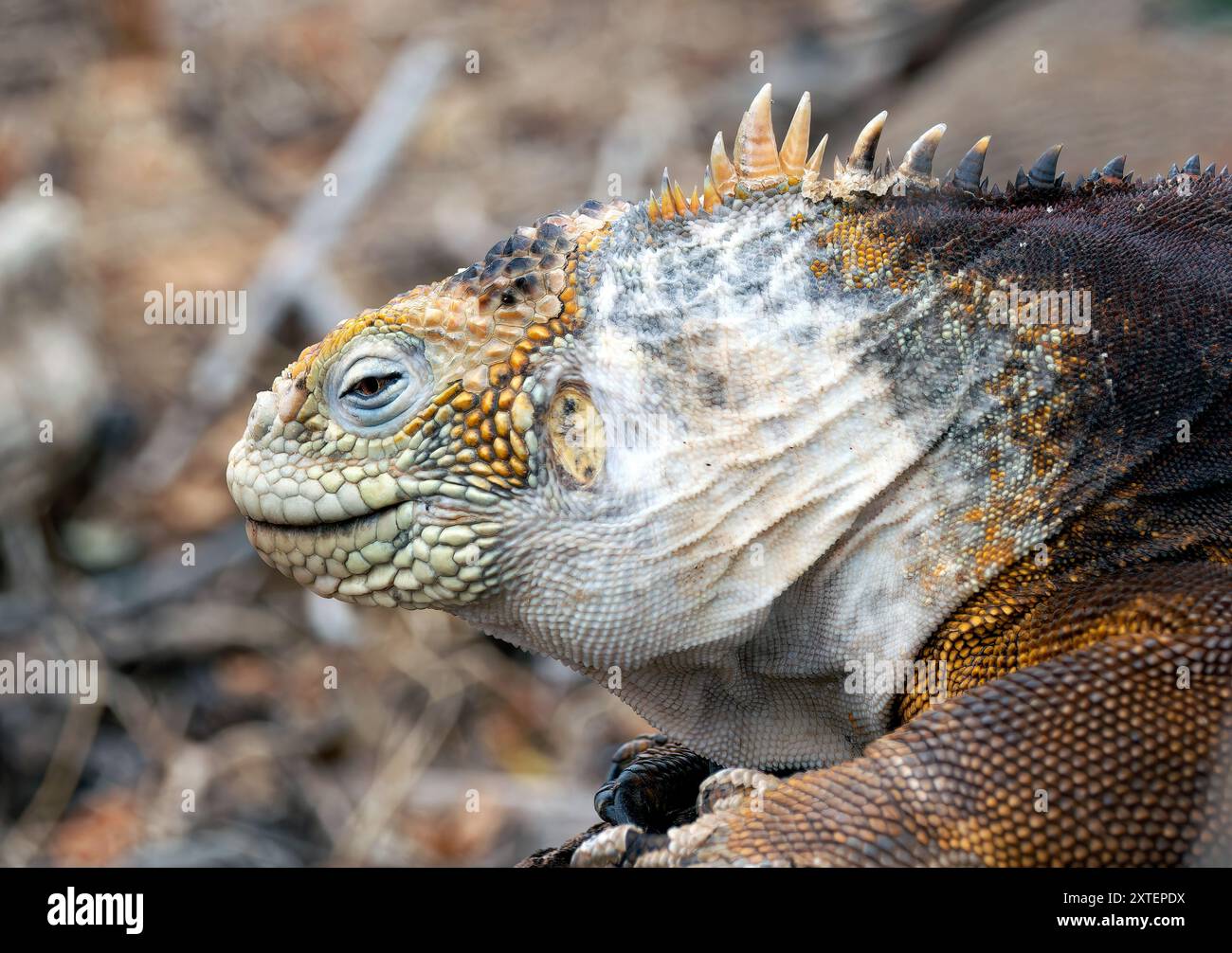 Iguane terrestre hi-res stock photography and images - Alamy