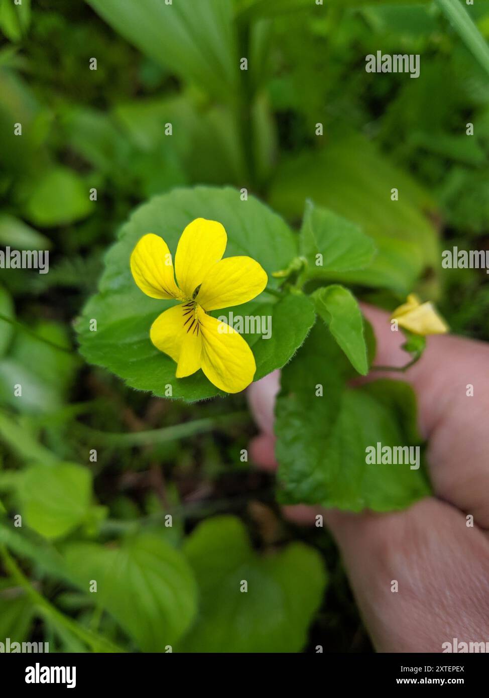 stream violet (Viola glabella) Plantae Stock Photo - Alamy