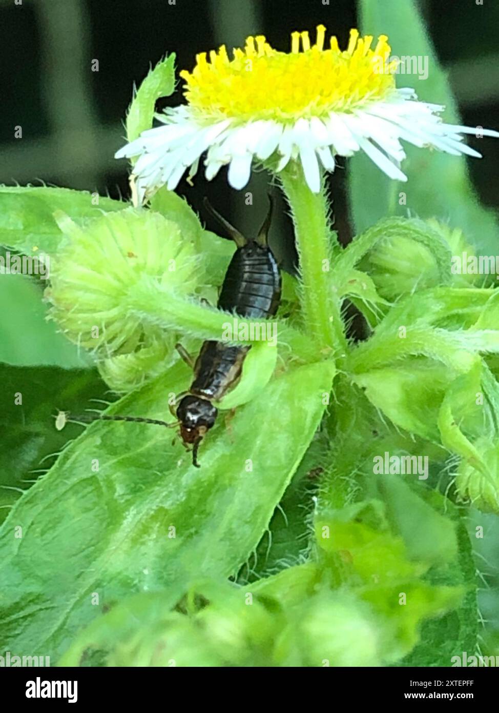 European Earwig Complex (Forficula auricularia) Insecta Stock Photo - Alamy