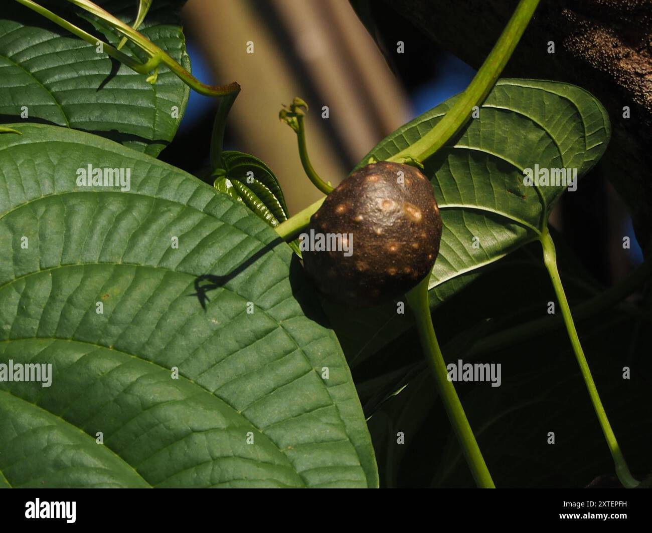 air potato (Dioscorea bulbifera) Plantae Stock Photo - Alamy
