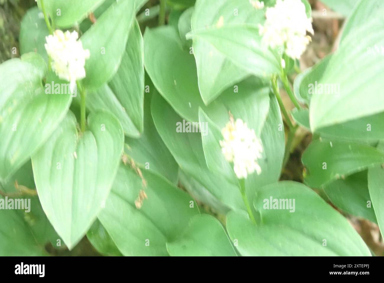 May Lily (Maianthemum bifolium) Plantae Stock Photo - Alamy