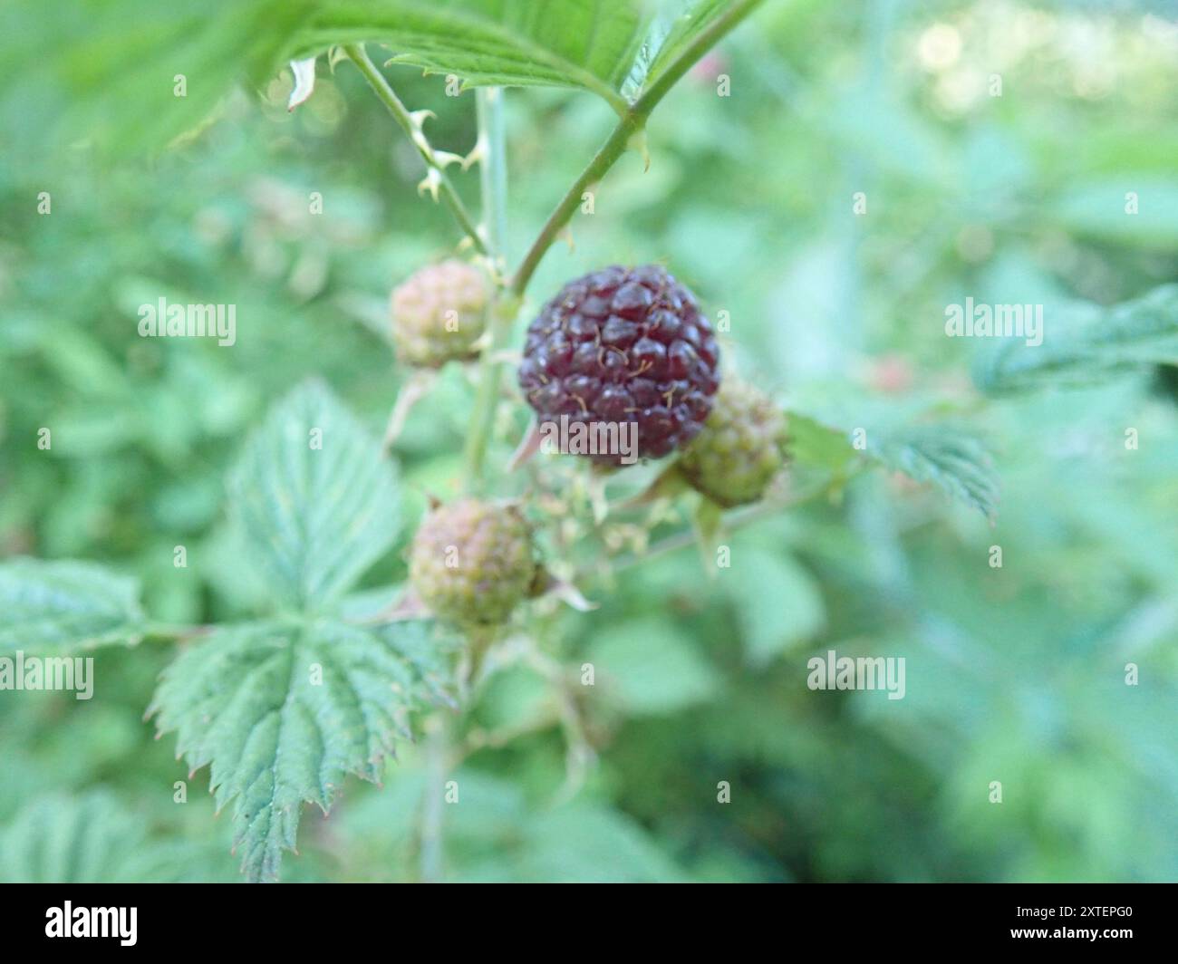 whitebark raspberry (Rubus leucodermis) Plantae Stock Photo - Alamy