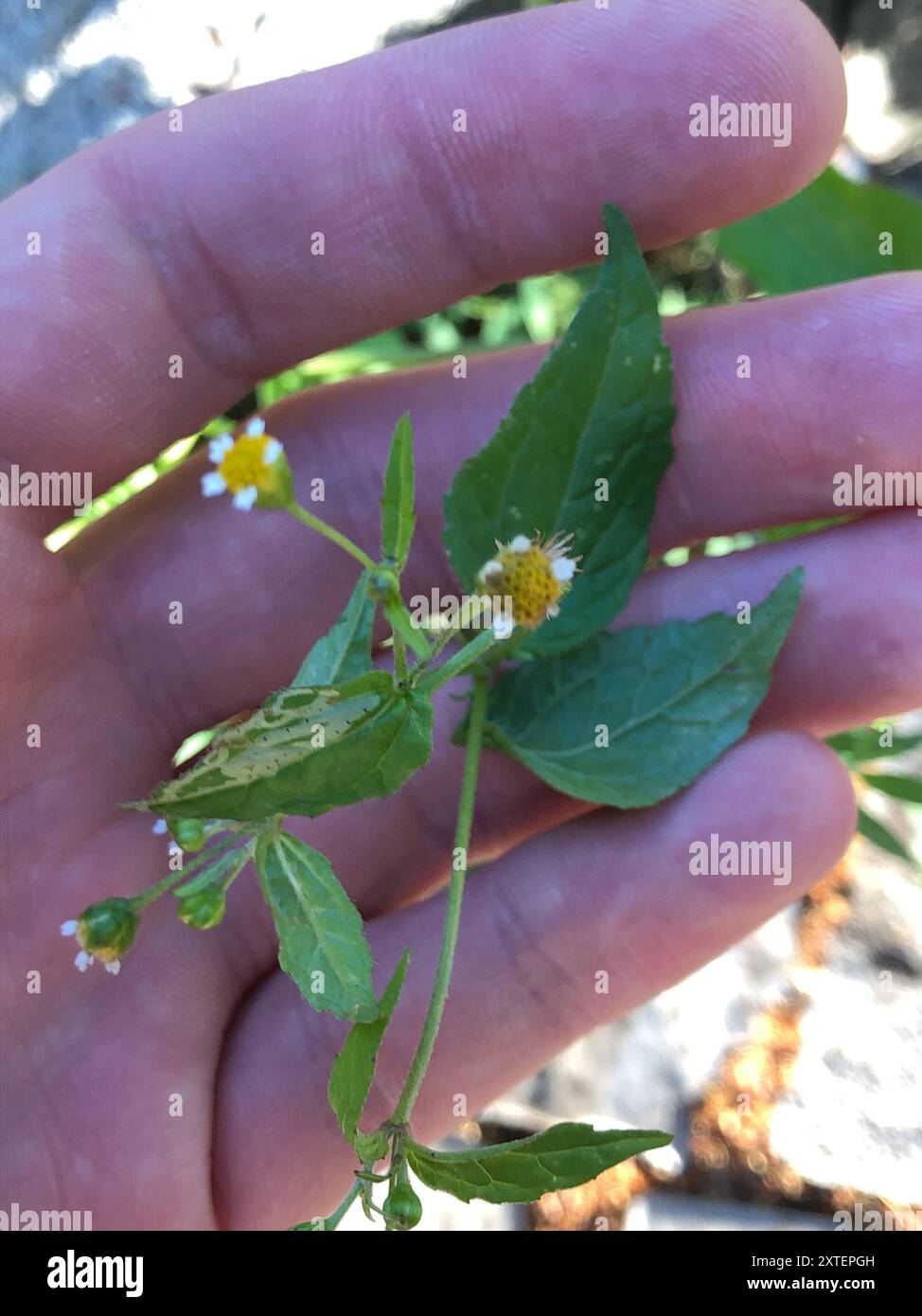 Gallant Soldier (Galinsoga parviflora) Plantae Stock Photo - Alamy