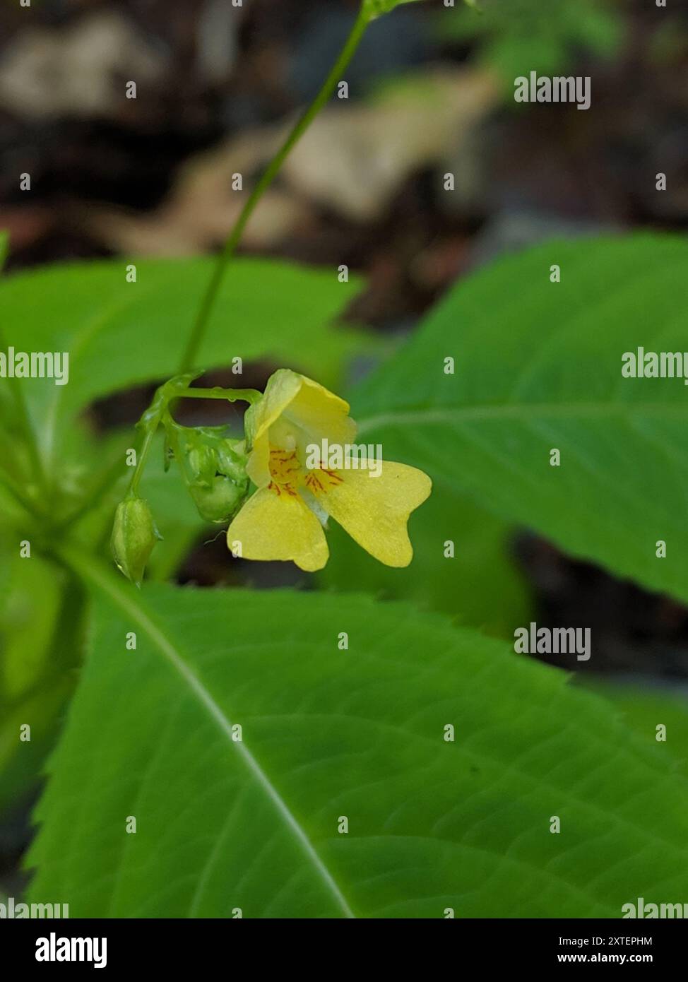small balsam (Impatiens parviflora) Plantae Stock Photo - Alamy