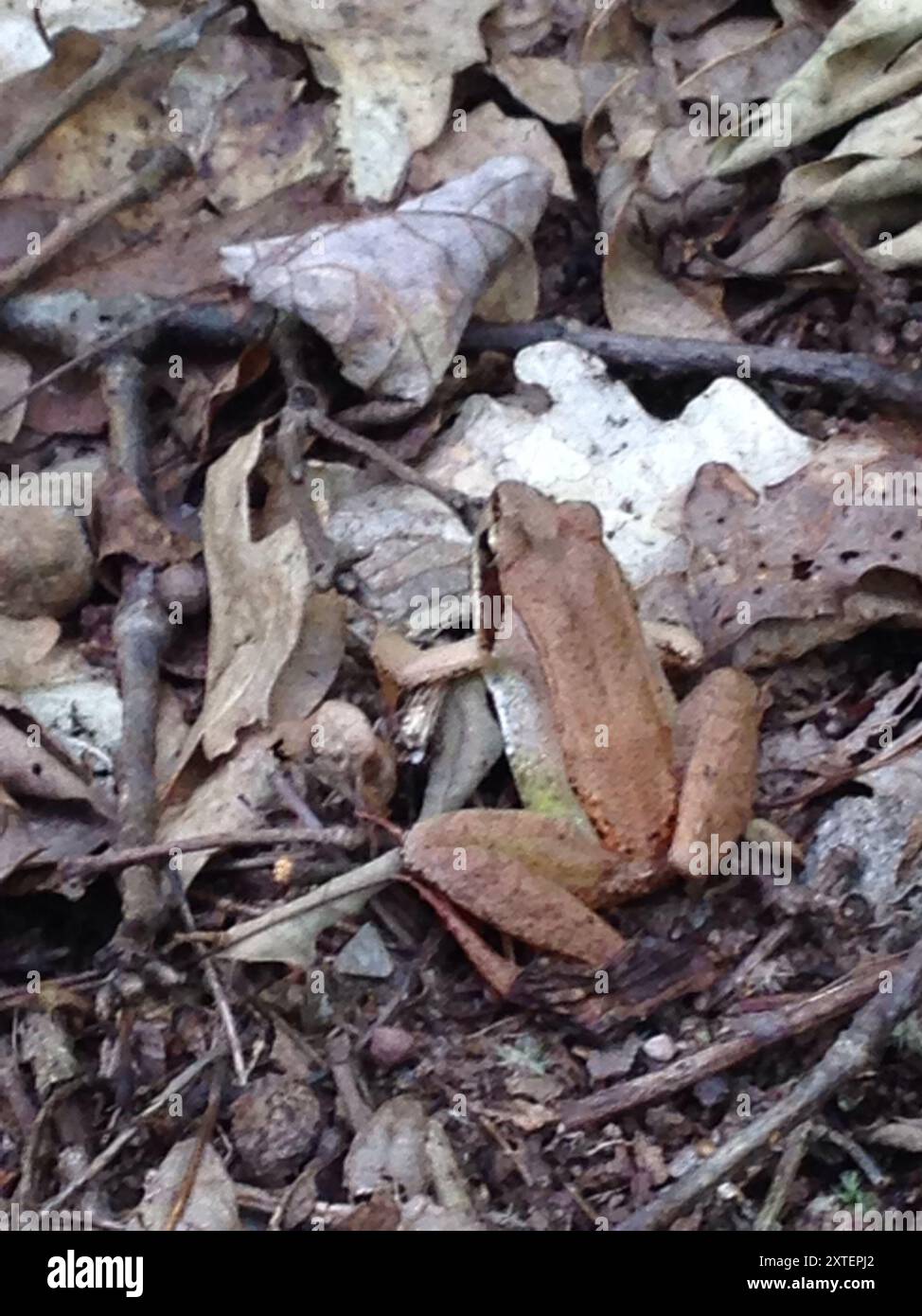 Wood Frog (Lithobates sylvaticus) Amphibia Stock Photo - Alamy