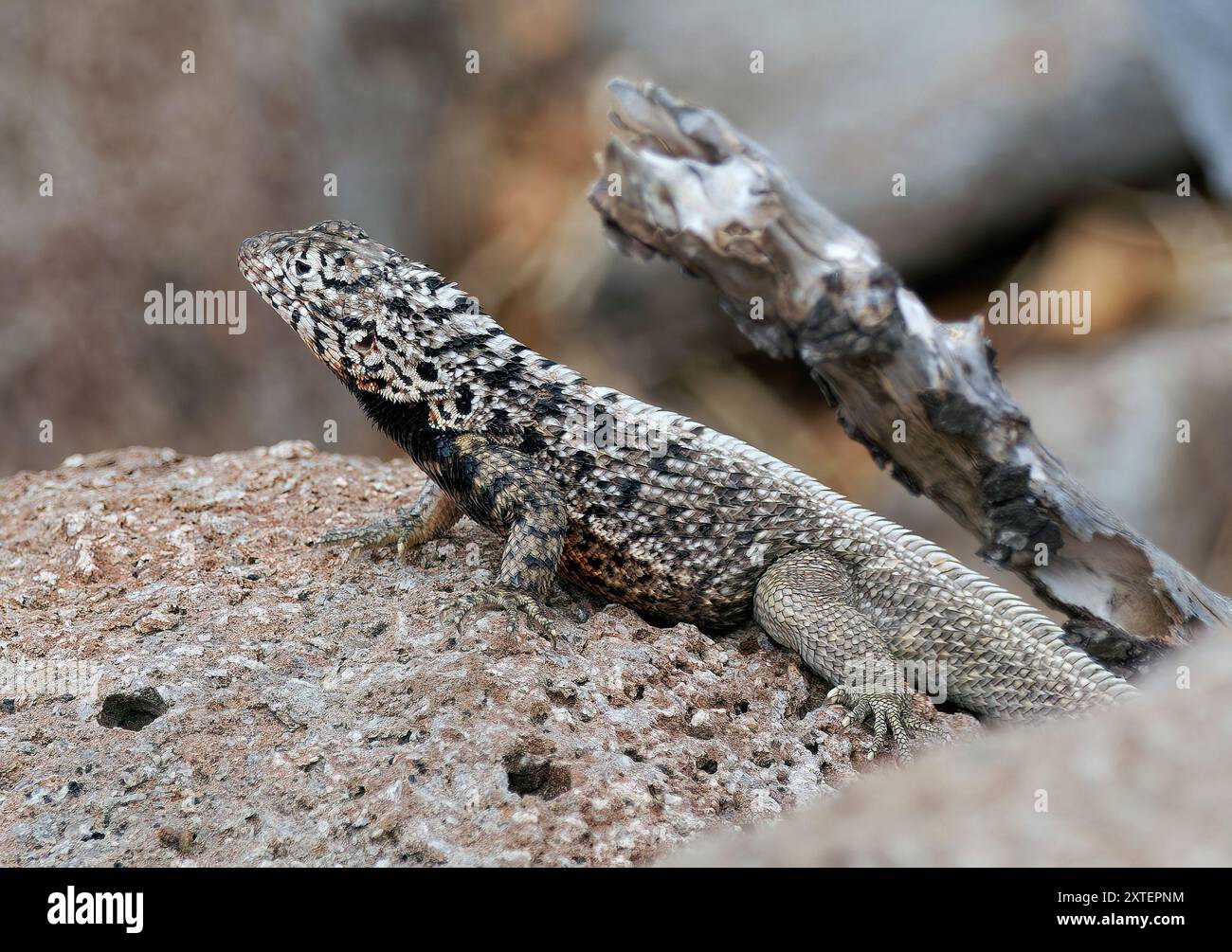 Galápagos Lava lizard - male, Microlophus albemarlensis, lávagyík ...