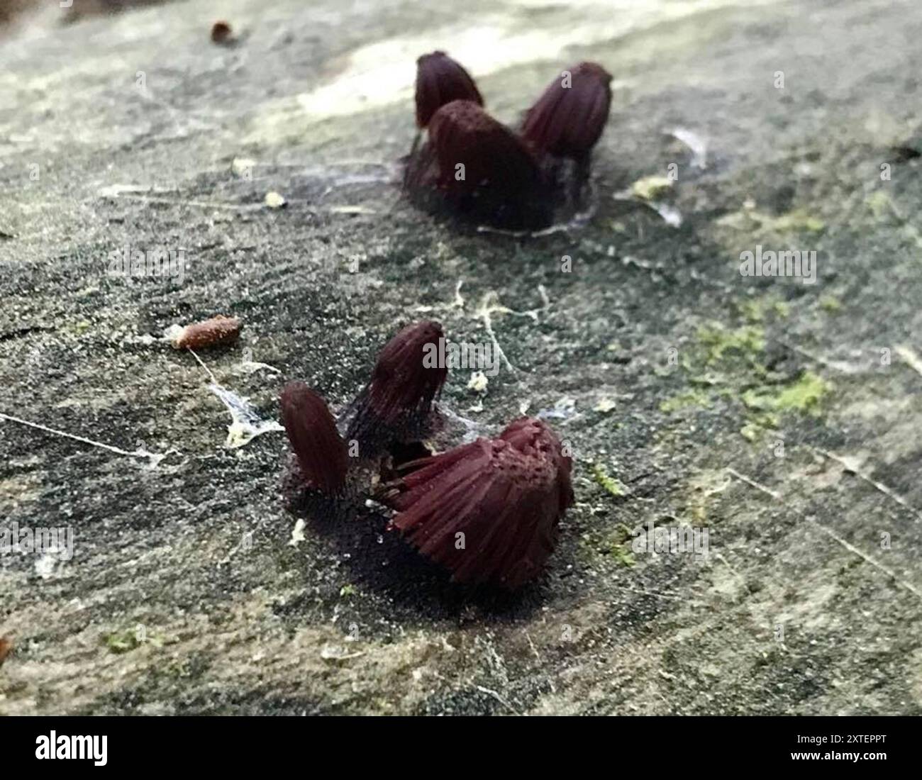 chocolate tube slime (Stemonitis splendens) Protozoa Stock Photo - Alamy