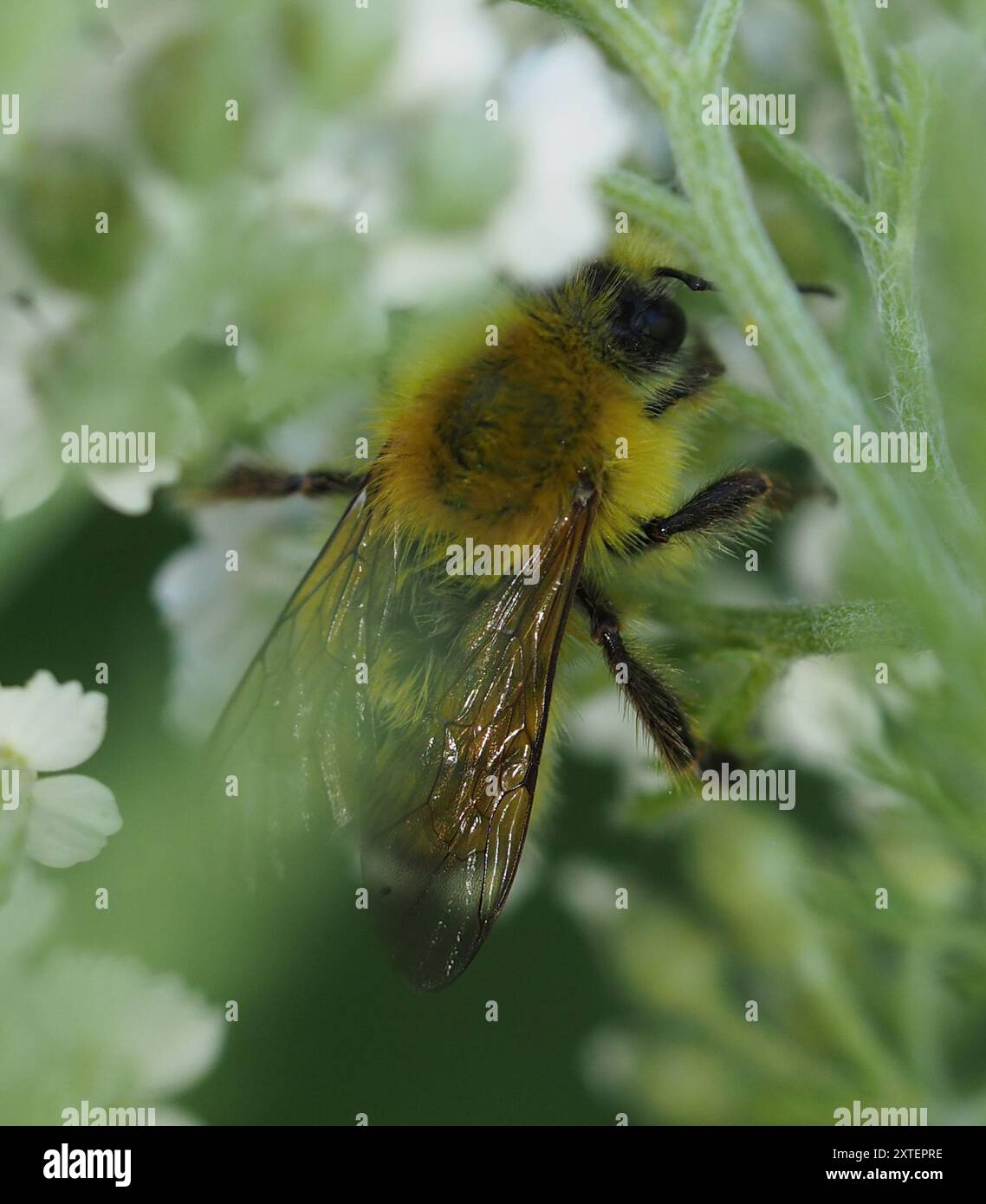 Perplexing Bumble Bee (Bombus perplexus) Insecta Stock Photo - Alamy