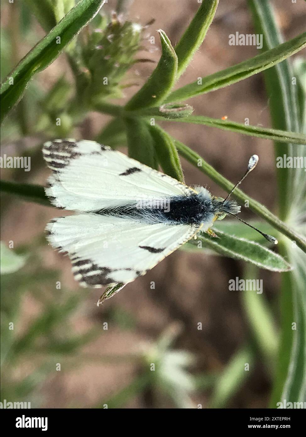 Large Marble (Euchloe ausonides) Insecta Stock Photo - Alamy