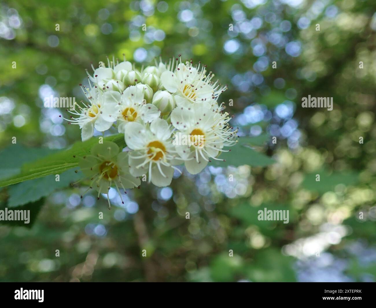 Pacific ninebark (Physocarpus capitatus) Plantae Stock Photo - Alamy
