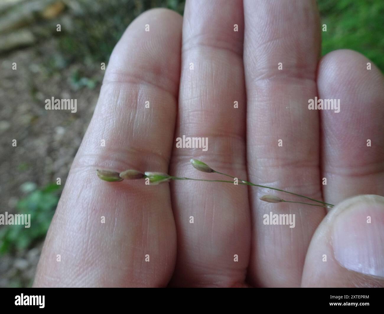 Wood Melick (Melica uniflora) Plantae Stock Photo - Alamy