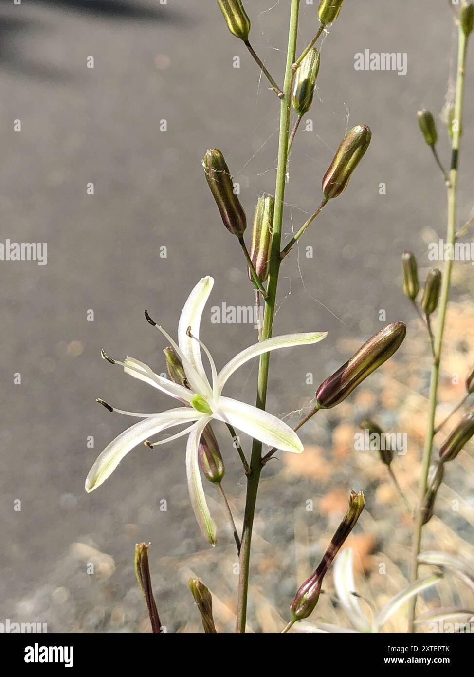 wavy-leafed soap plant (Chlorogalum pomeridianum) Plantae Stock Photo ...