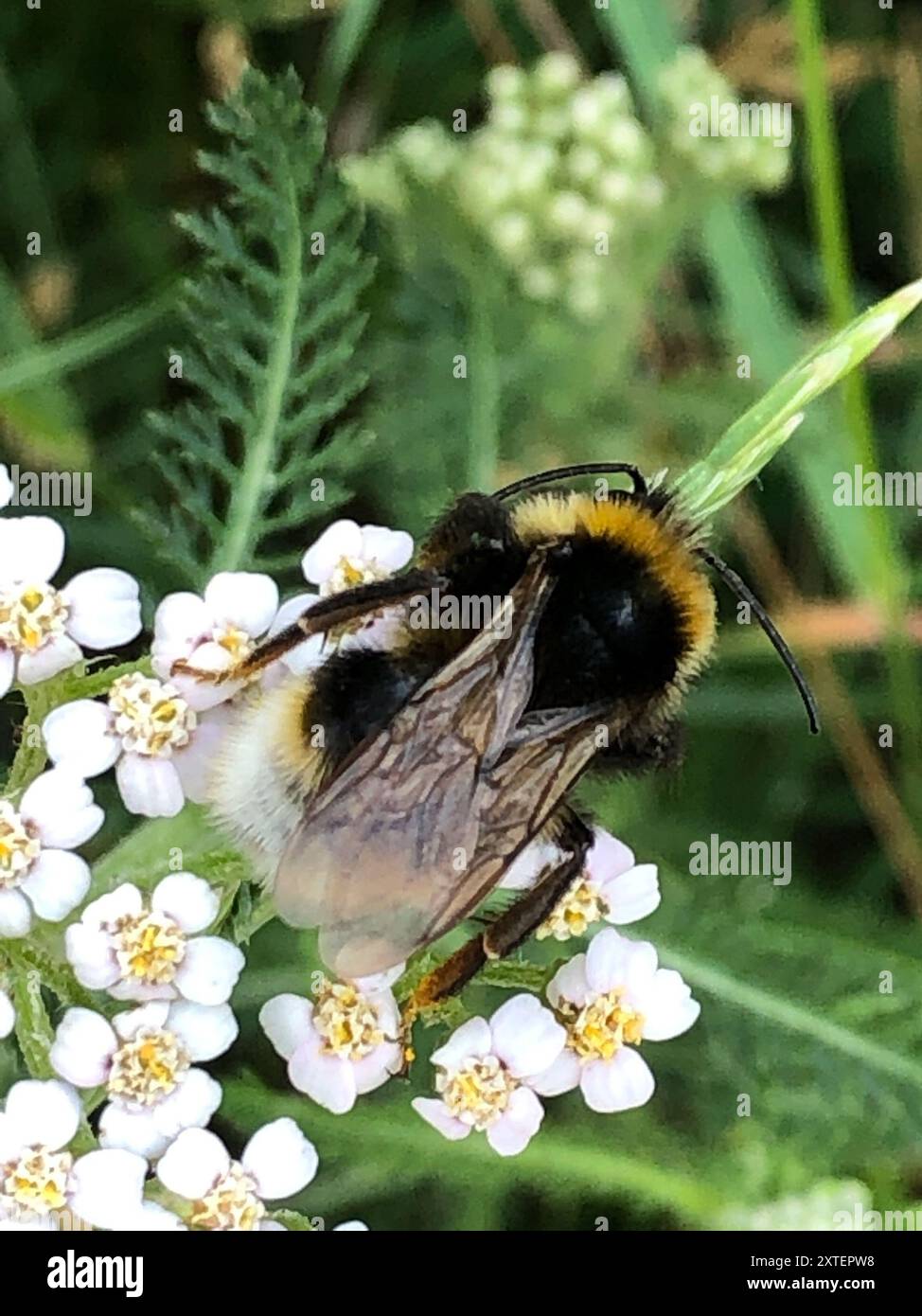 Vestal Cuckoo Bumble bee (Bombus vestalis) Insecta Stock Photo - Alamy