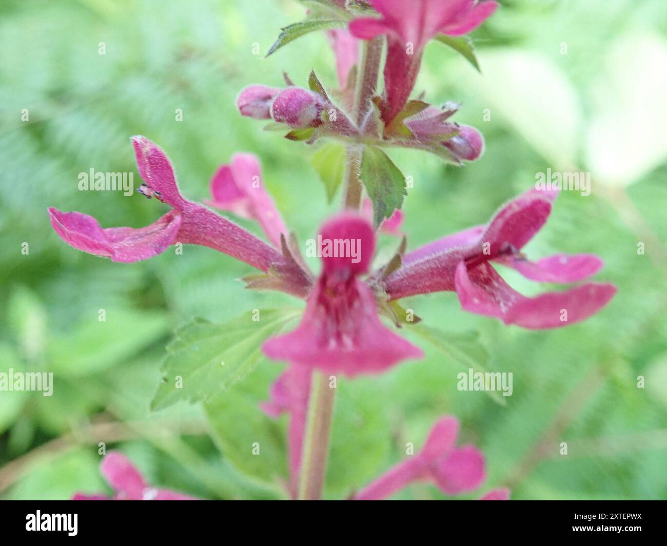 Coastal Hedge-nettle (Stachys chamissonis) Plantae Stock Photo - Alamy