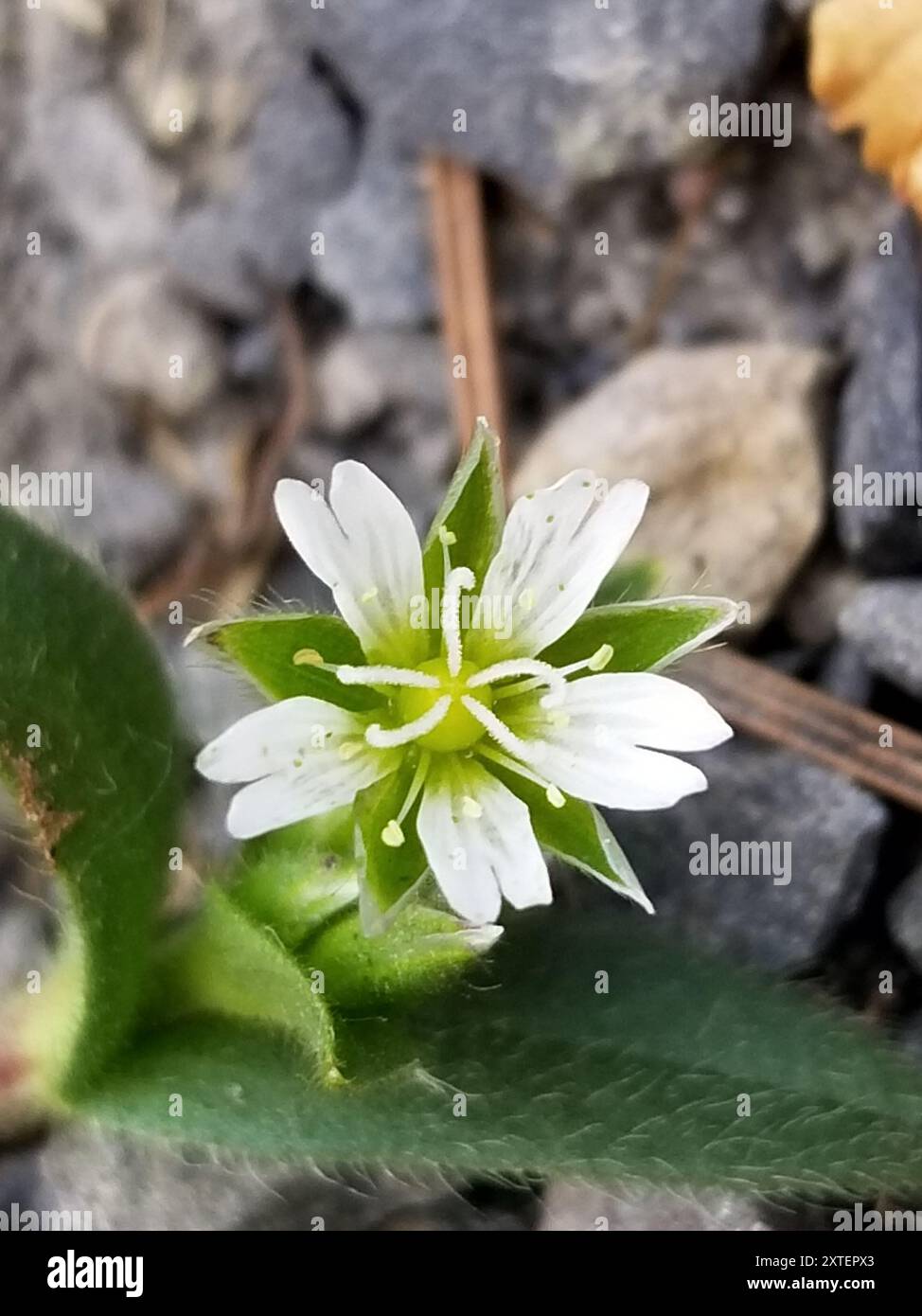 Common mouse-ear chickweed (Cerastium fontanum) Plantae Stock Photo - Alamy