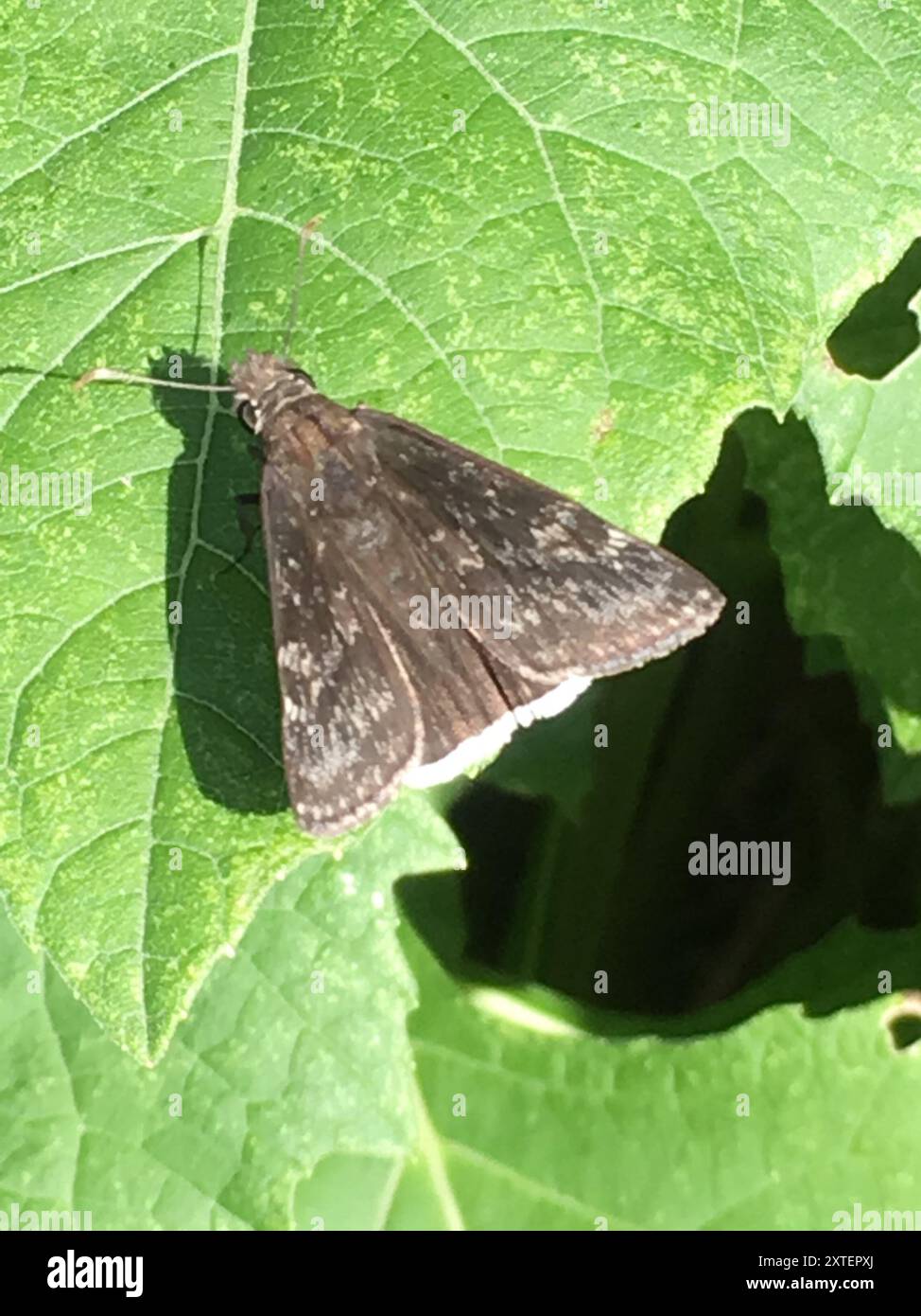 Funereal Duskywing (Erynnis funeralis) Insecta Stock Photo - Alamy