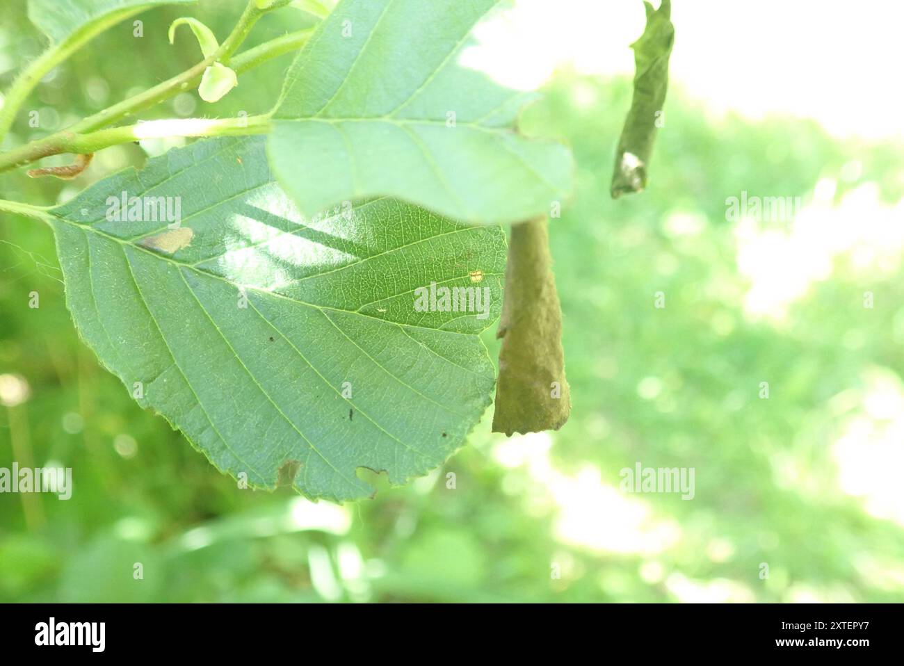 Leaf-rolling Weevils (Attelabidae) Insecta Stock Photo - Alamy