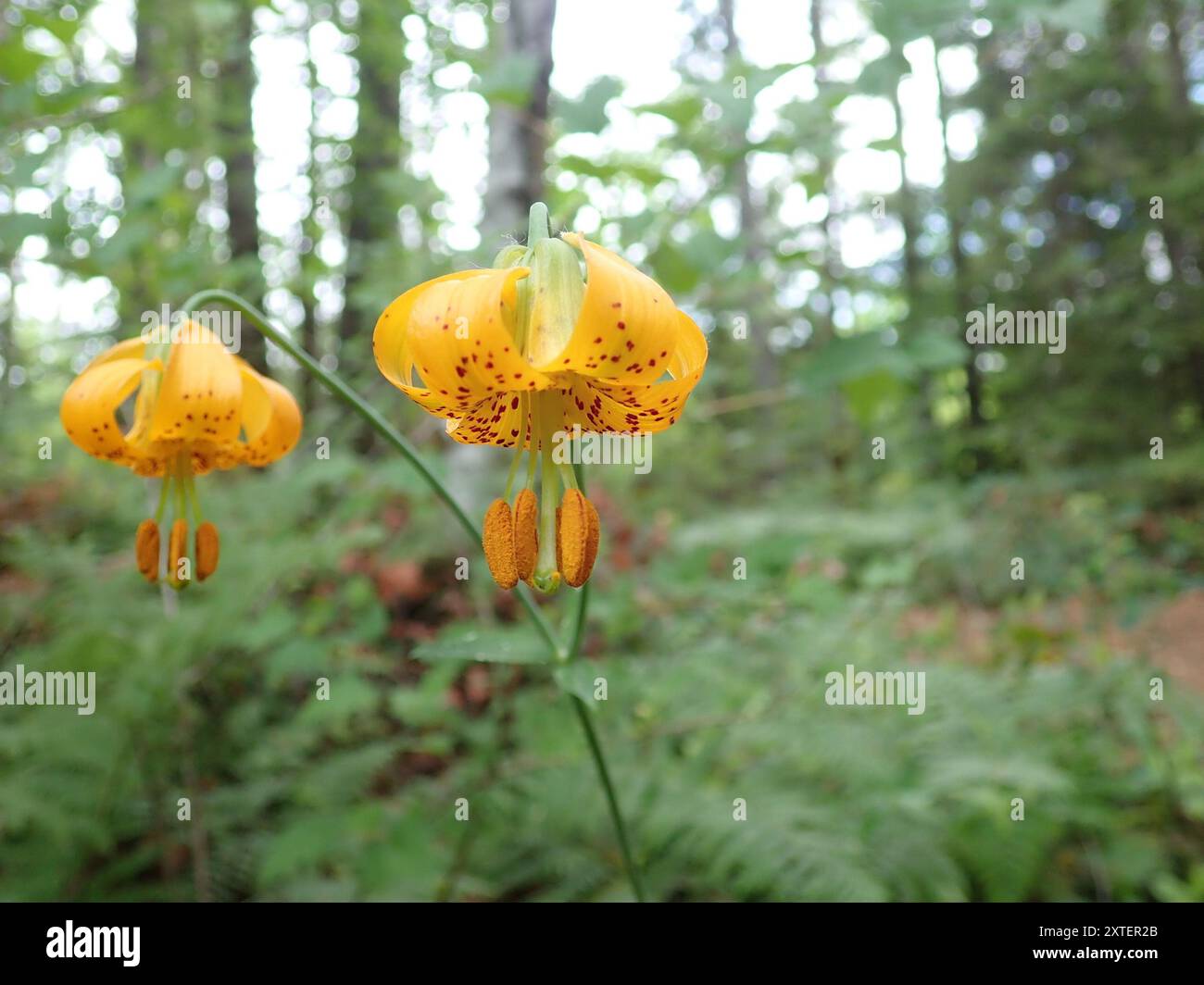 Columbia lily (Lilium columbianum) Plantae Stock Photo - Alamy