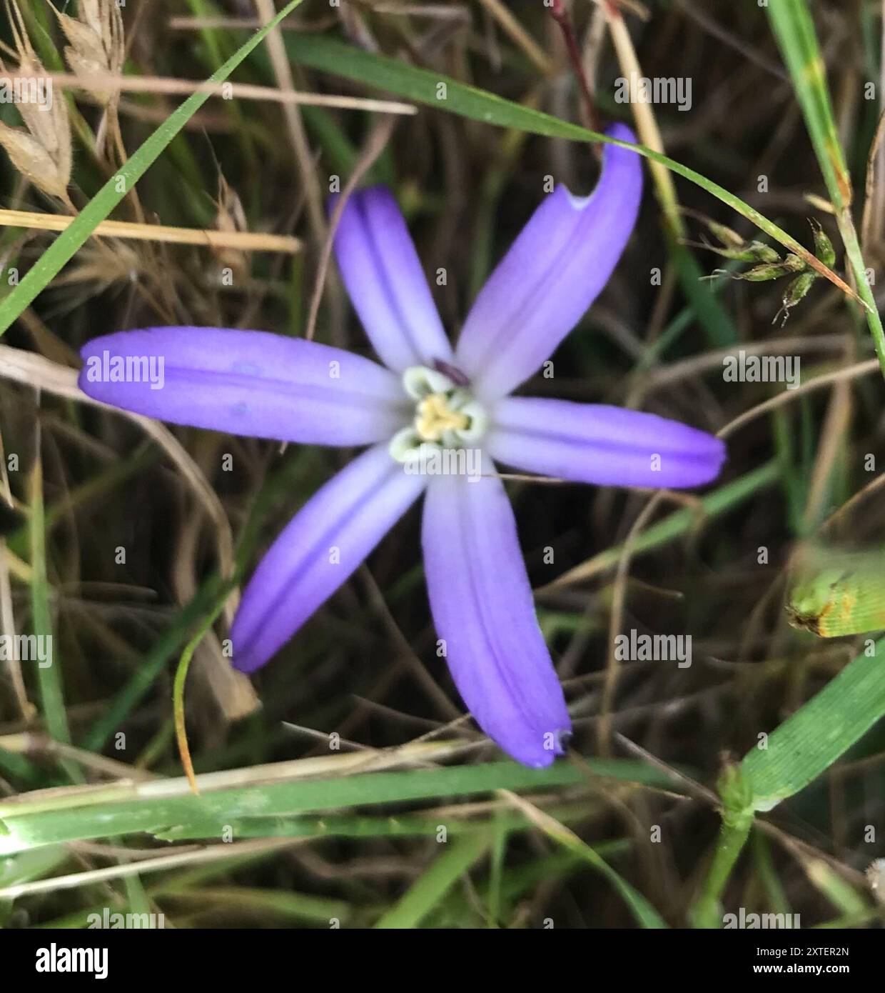 Dwarf Brodiaea (Brodiaea terrestris) Plantae Stock Photo - Alamy