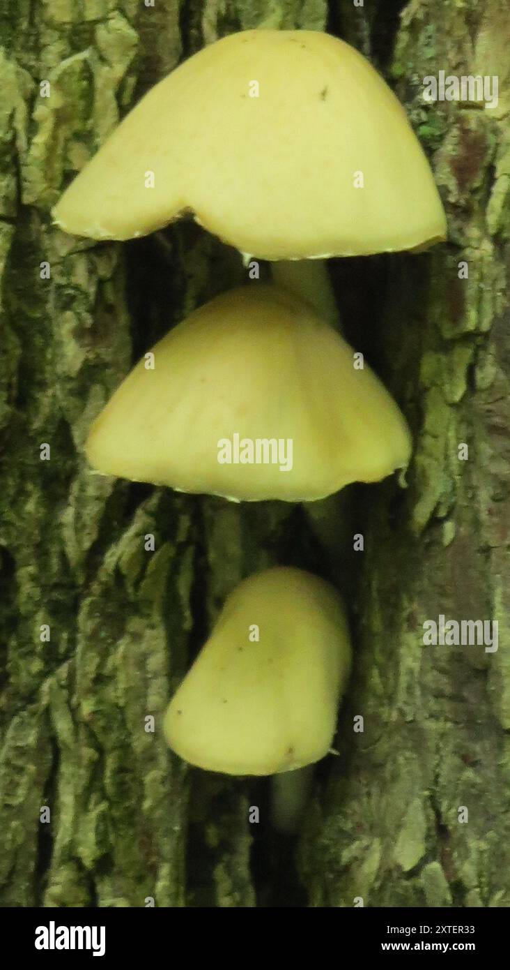 Brittlestems (Psathyrella) Fungi Stock Photo - Alamy