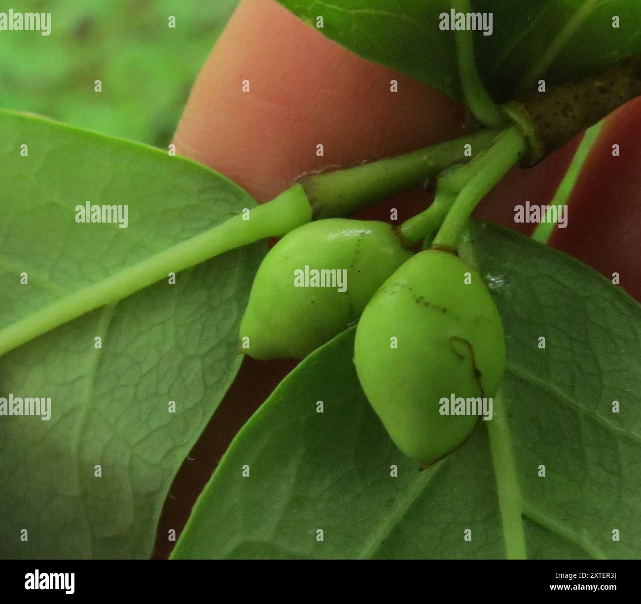 eastern leatherwood (Dirca palustris) Plantae Stock Photo - Alamy