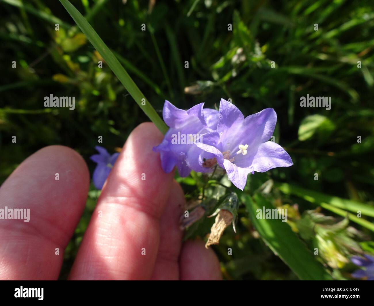 Common Harebell (Campanula rotundifolia) Plantae Stock Photo - Alamy