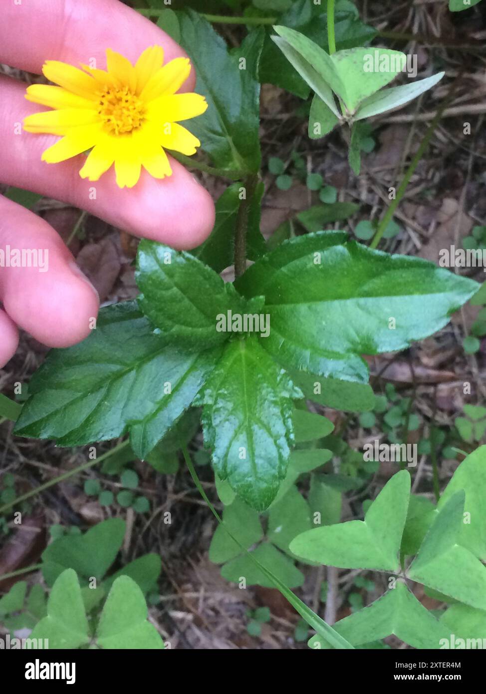 trailing daisy (Sphagneticola trilobata) Plantae Stock Photo - Alamy