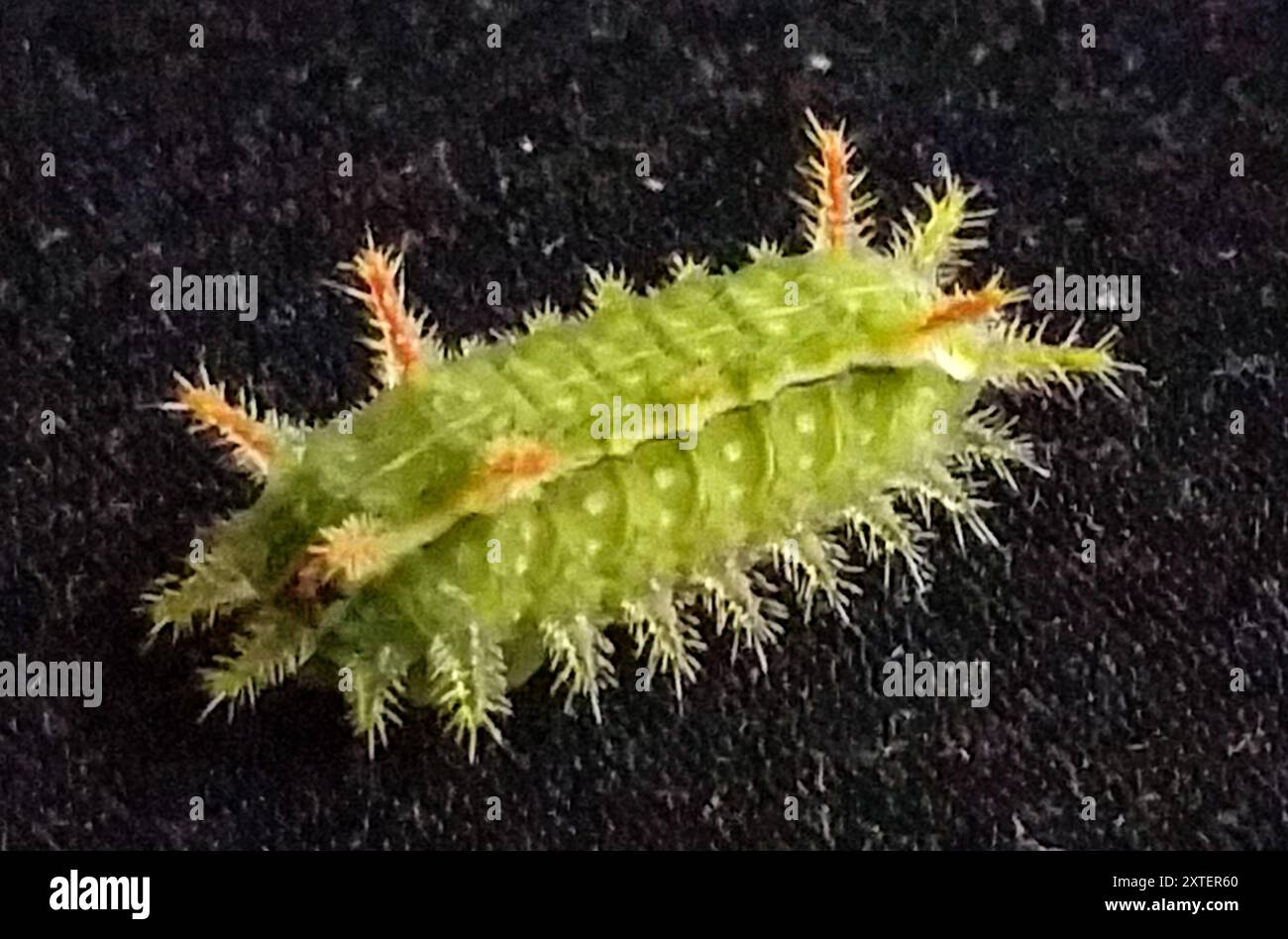 Green Oak-Slug Moth (Euclea incisa) Insecta Stock Photo - Alamy