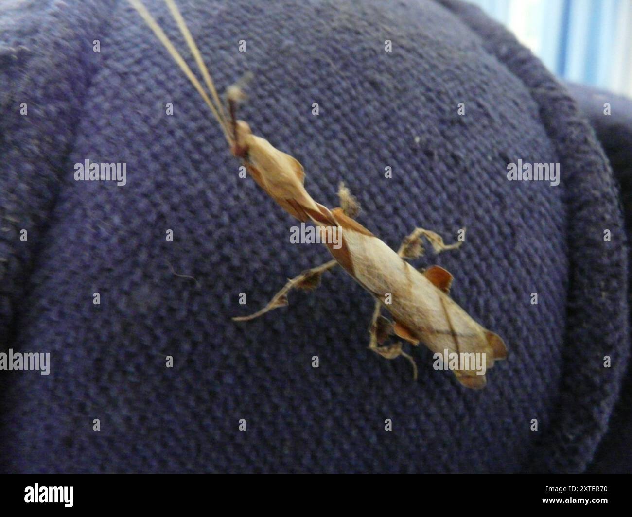 Common Ghost Mantis (Phyllocrania paradoxa) Insecta Stock Photo - Alamy