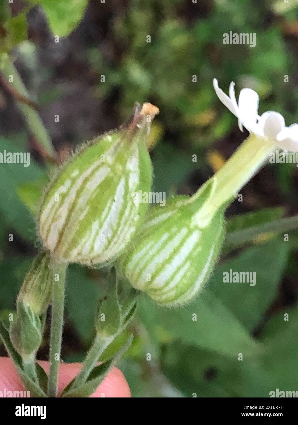 evening lychnis (Silene latifolia alba) Plantae Stock Photo - Alamy