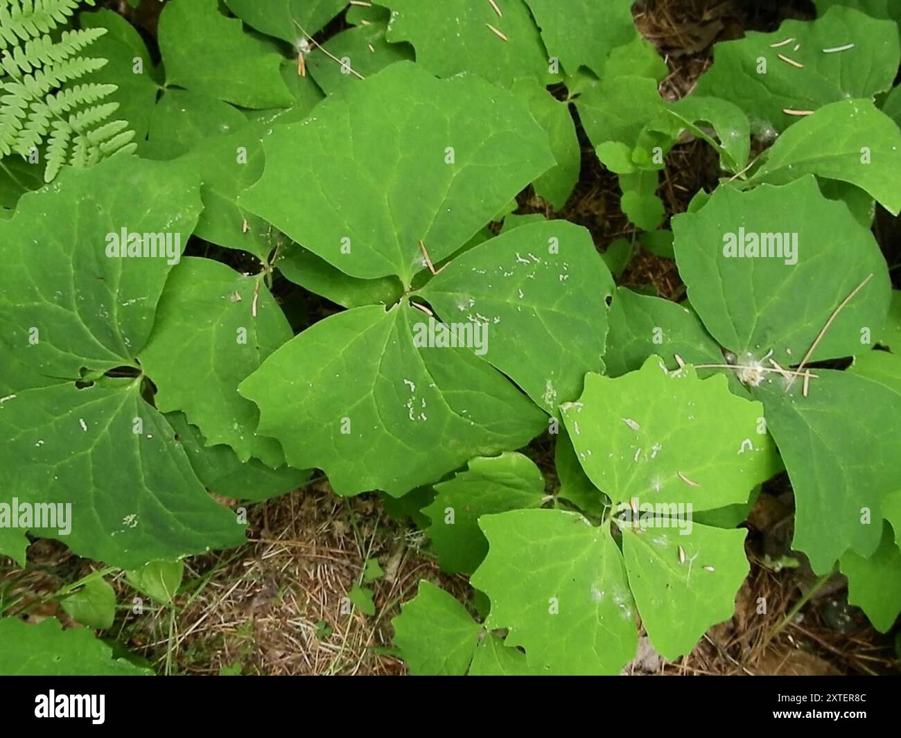vanilla leaf (Achlys triphylla) Plantae Stock Photo - Alamy
