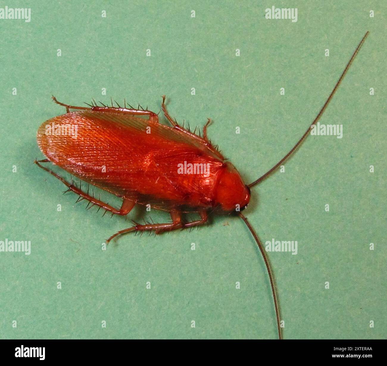 Virginia Wood Cockroach (Parcoblatta virginica) Insecta Stock Photo - Alamy