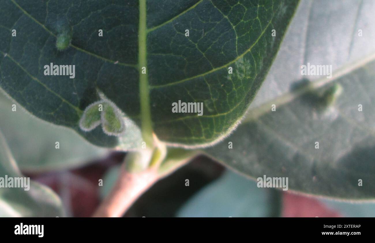 wild-medlar (Vangueria infausta) Plantae Stock Photo - Alamy