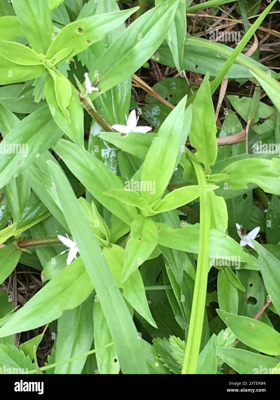 buttonweed (Diodia virginiana) Plantae Stock Photo - Alamy