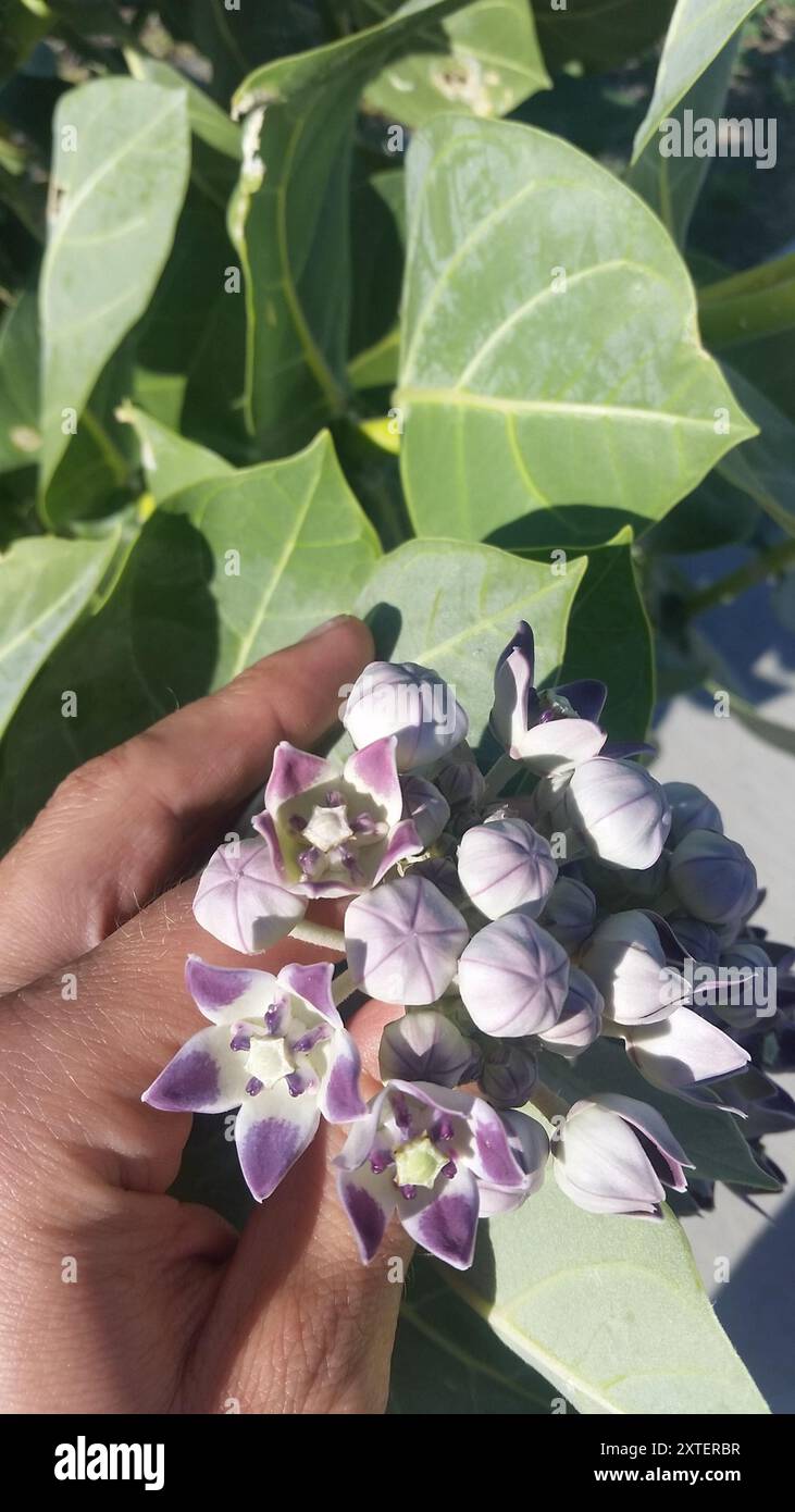 giant milkweed (Calotropis procera) Plantae Stock Photo - Alamy