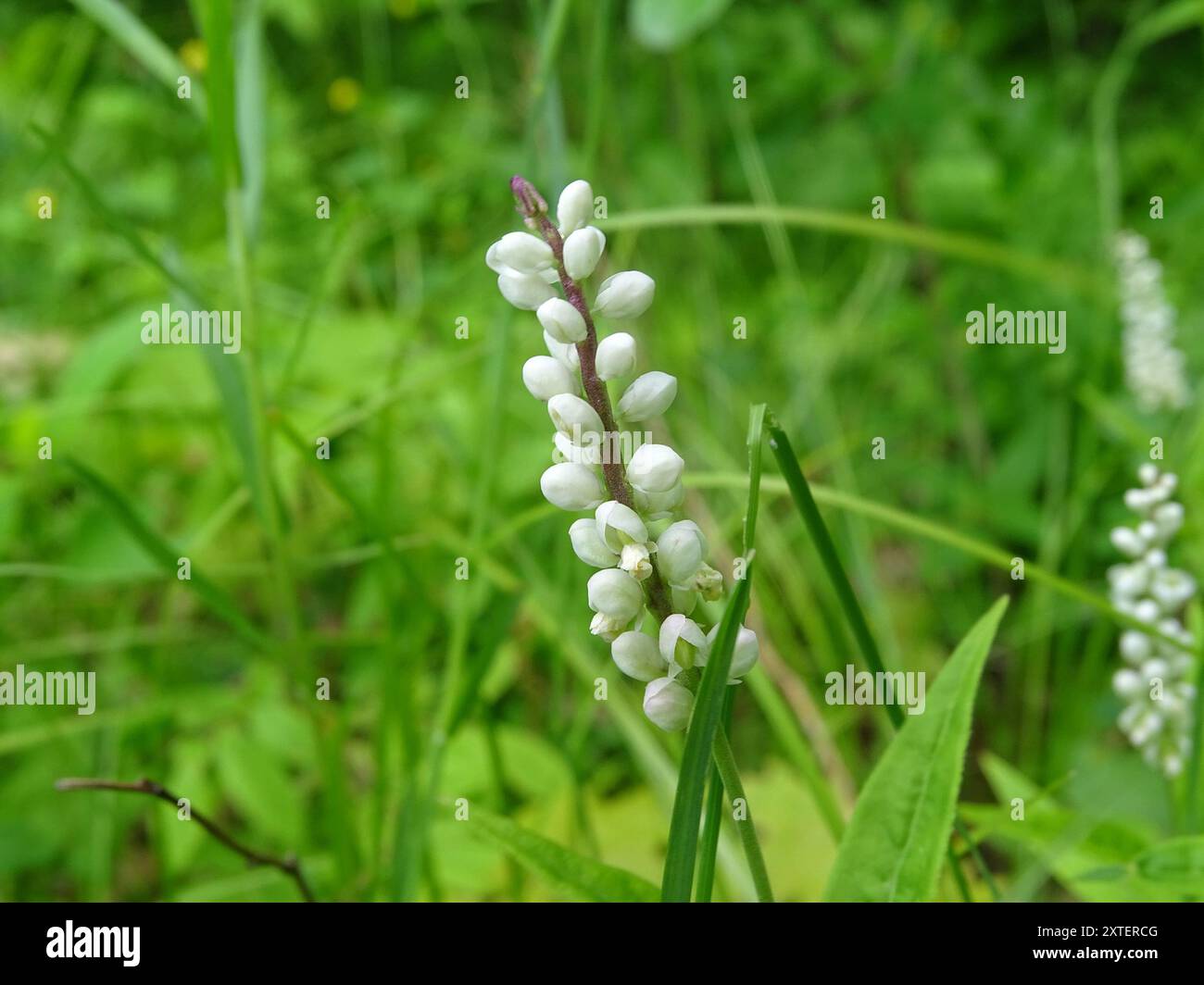 Seneca snakeroot (Polygala senega) Plantae Stock Photo - Alamy