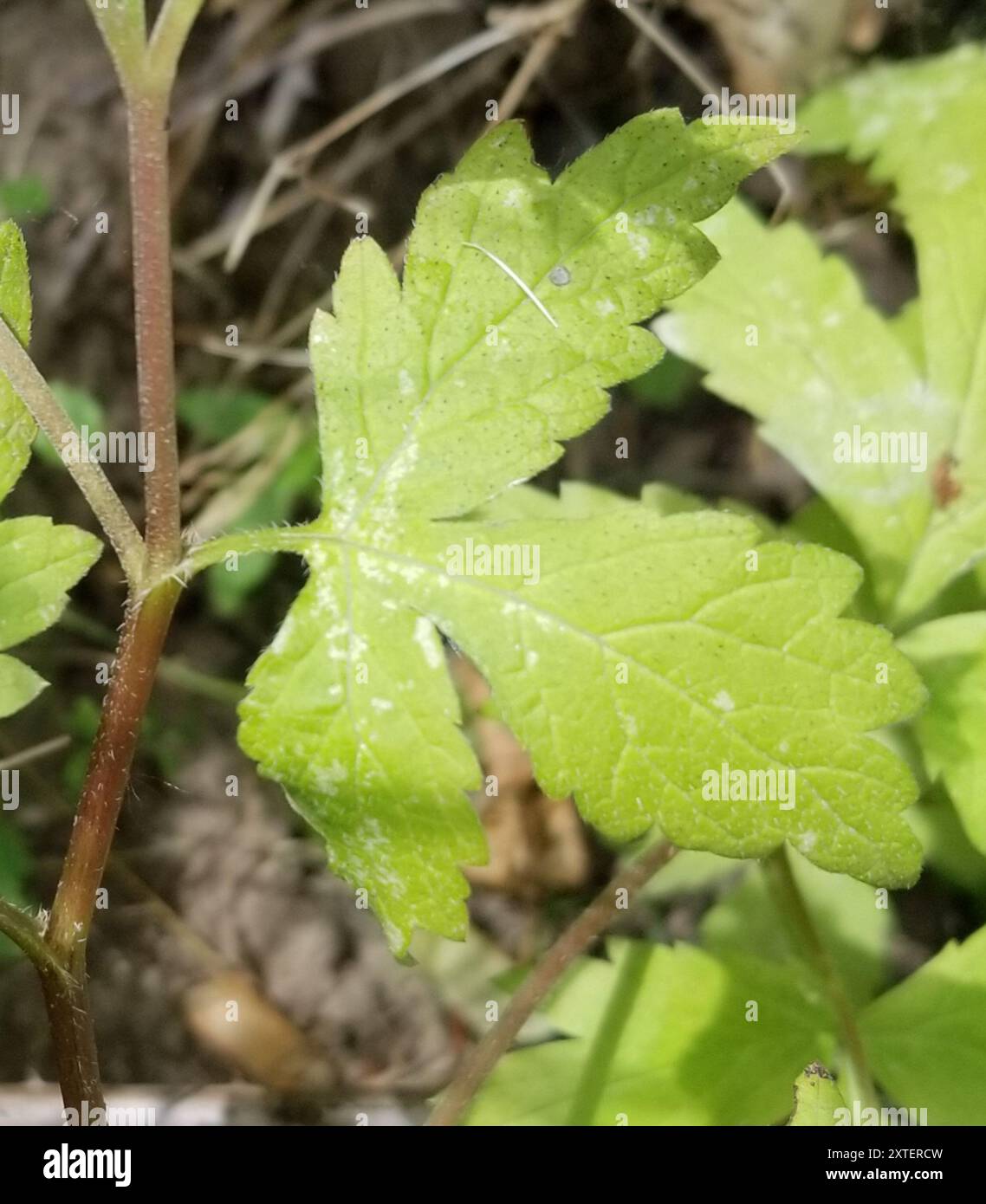 Pacific Waterleaf (Hydrophyllum tenuipes) Plantae Stock Photo - Alamy