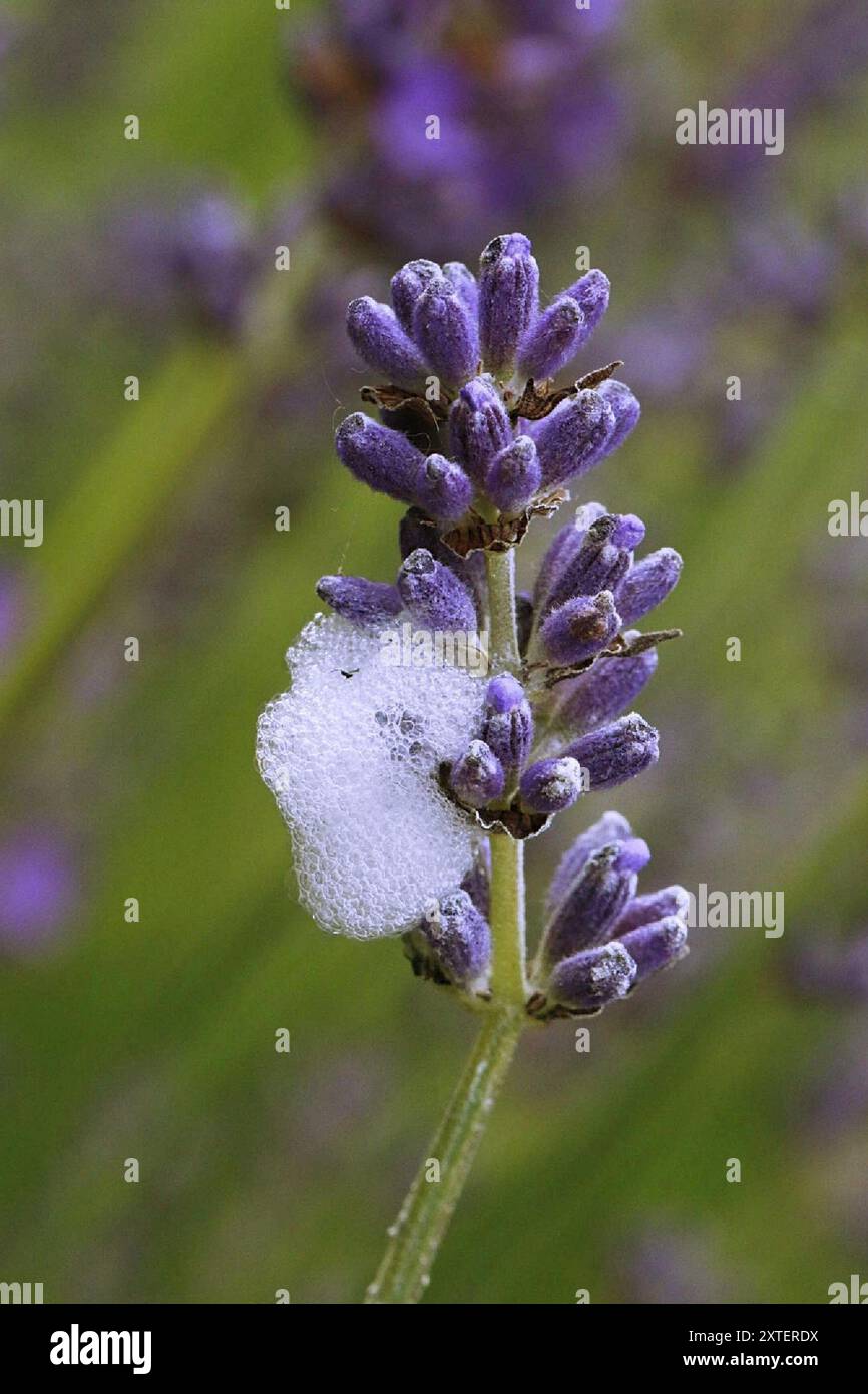 Meadow Spittlebug (Philaenus spumarius) Insecta Stock Photo - Alamy